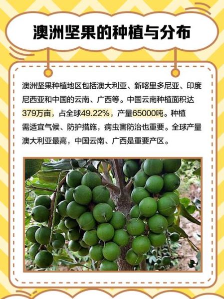 澳洲坚果怎么挑选_澳洲坚果营养价值-第1张图片-山城妙识 澳洲坚果怎么挑选_澳洲坚果营养价值-第1张图片-山城妙识