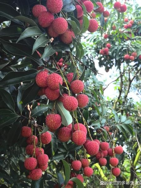荔枝几月份成熟_荔枝什么时候上市-第3张图片-山城妙识 荔枝几月份成熟_荔枝什么时候上市-第3张图片-山城妙识