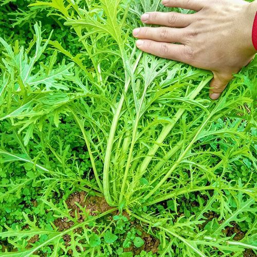 雪里蕻图片识别方法_雪里蕻和芥菜区别-第3张图片-山城妙识 雪里蕻图片识别方法_雪里蕻和芥菜区别-第3张图片-山城妙识