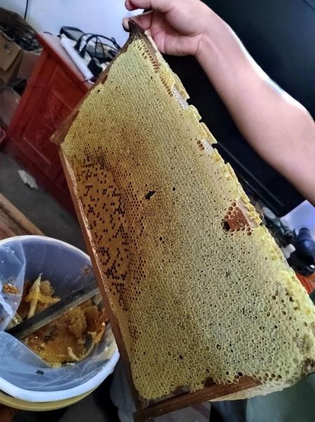 龙眼蜜多少钱一斤_正宗龙眼蜜价格区间-第3张图片-山城妙识 龙眼蜜多少钱一斤_正宗龙眼蜜价格区间-第3张图片-山城妙识