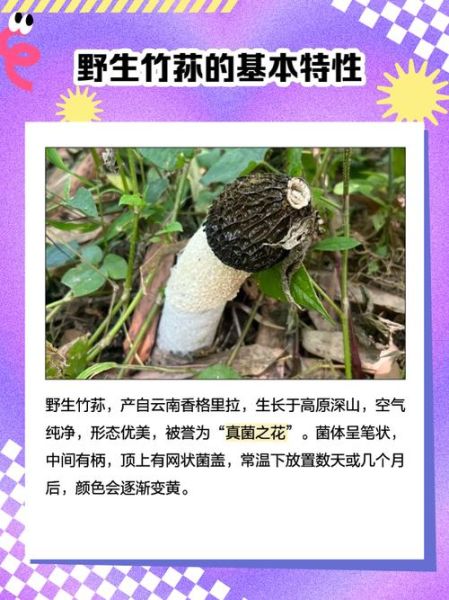 野生竹荪多少钱一斤_野生竹荪价格为什么差异大-第1张图片-山城妙识 野生竹荪多少钱一斤_野生竹荪价格为什么差异大-第1张图片-山城妙识