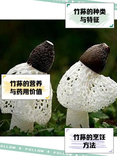 野生竹荪多少钱一斤_野生竹荪价格为什么差异大-第2张图片-山城妙识 野生竹荪多少钱一斤_野生竹荪价格为什么差异大-第2张图片-山城妙识