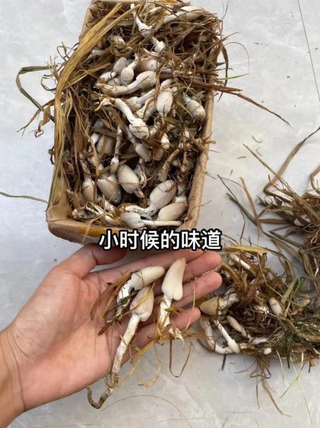 稻草菇图片_如何分辨可食用稻草菇-第1张图片-山城妙识 稻草菇图片_如何分辨可食用稻草菇-第1张图片-山城妙识