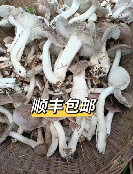 稻草菇图片_如何分辨可食用稻草菇-第3张图片-山城妙识 稻草菇图片_如何分辨可食用稻草菇-第3张图片-山城妙识