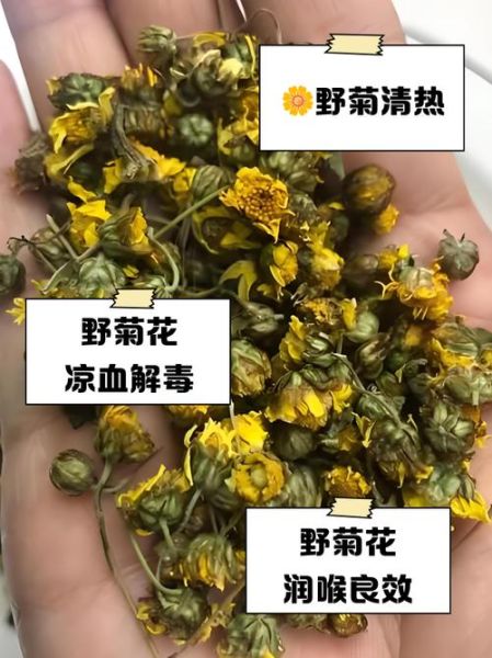 野菊花茶的功效与作用_野菊花茶怎么泡才正确-第1张图片-山城妙识 野菊花茶的功效与作用_野菊花茶怎么泡才正确-第1张图片-山城妙识