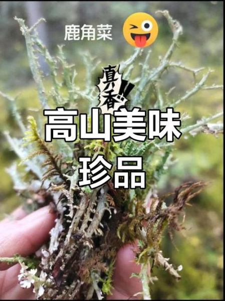 鹿角菜是什么植物_鹿角菜和龙须菜区别-第3张图片-山城妙识 鹿角菜是什么植物_鹿角菜和龙须菜区别-第3张图片-山城妙识