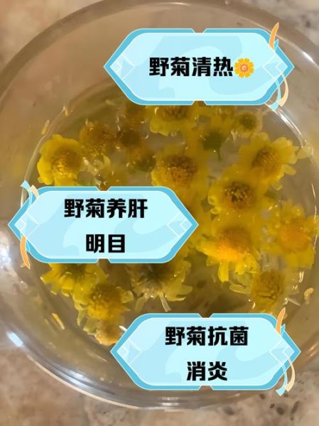 野菊花茶的功效与作用_野菊花茶怎么泡才正确-第2张图片-山城妙识 野菊花茶的功效与作用_野菊花茶怎么泡才正确-第2张图片-山城妙识