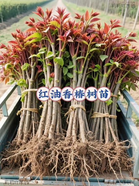 香椿树苗怎么种_香椿树苗种植技术-第1张图片-山城妙识 香椿树苗怎么种_香椿树苗种植技术-第1张图片-山城妙识