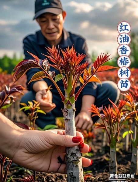 香椿树苗怎么种_香椿树苗种植技术-第2张图片-山城妙识 香椿树苗怎么种_香椿树苗种植技术-第2张图片-山城妙识