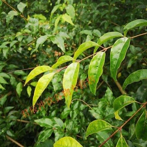苦丁茶多少钱一斤_苦丁茶价格为什么差距大-第3张图片-山城妙识 苦丁茶多少钱一斤_苦丁茶价格为什么差距大-第3张图片-山城妙识