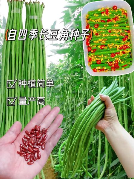 豇怎么读音_豇豆的豇到底读什么-第3张图片-山城妙识 豇怎么读音_豇豆的豇到底读什么-第3张图片-山城妙识
