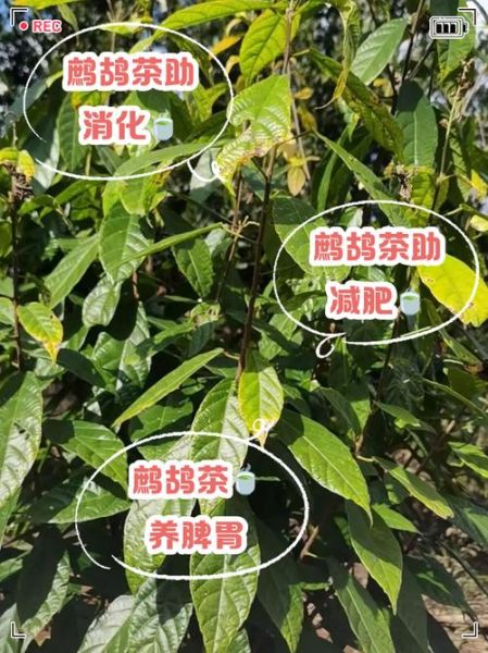 鹧鸪茶的功效与作用_鹧鸪茶怎么泡才正确-第1张图片-山城妙识
