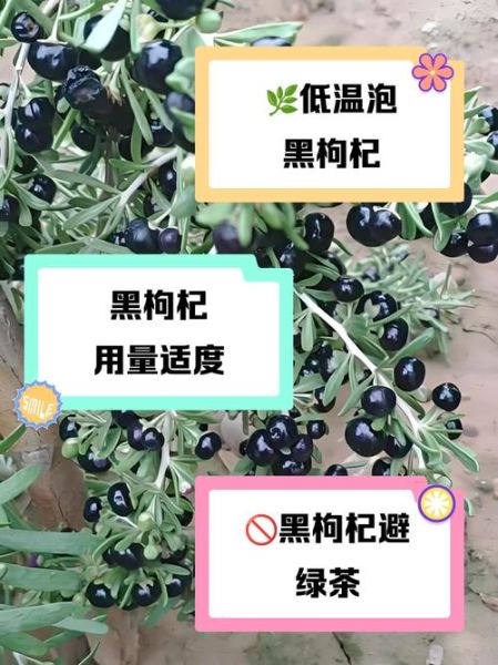 黑枸杞泡水喝的禁忌_哪些人不能喝-第1张图片-山城妙识 黑枸杞泡水喝的禁忌_哪些人不能喝-第1张图片-山城妙识