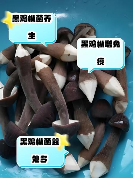 鸡枞菌的功效与禁忌_什么人不能吃-第1张图片-山城妙识 鸡枞菌的功效与禁忌_什么人不能吃-第1张图片-山城妙识