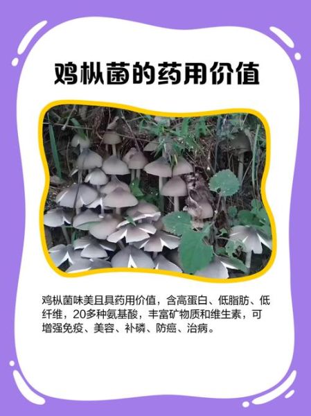 鸡枞菌的功效与禁忌_什么人不能吃-第2张图片-山城妙识 鸡枞菌的功效与禁忌_什么人不能吃-第2张图片-山城妙识