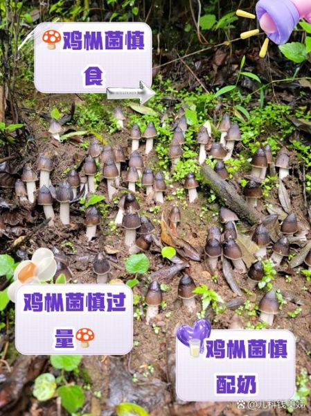 鸡枞菌的功效与禁忌_什么人不能吃-第3张图片-山城妙识 鸡枞菌的功效与禁忌_什么人不能吃-第3张图片-山城妙识