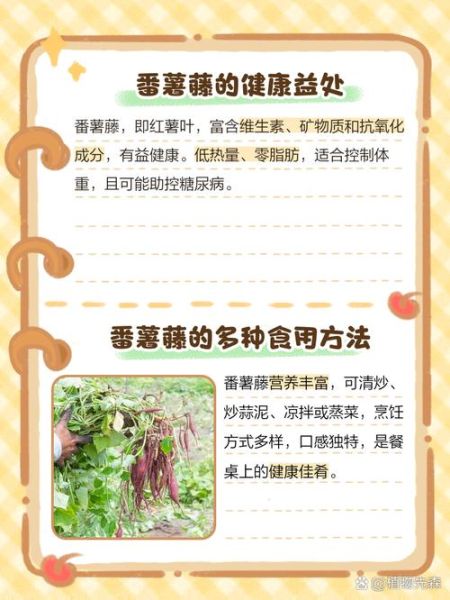 蕃薯藤的功效与作用_蕃薯藤怎么吃最好-第1张图片-山城妙识 蕃薯藤的功效与作用_蕃薯藤怎么吃最好-第1张图片-山城妙识