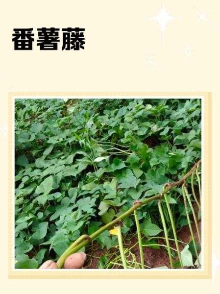 蕃薯藤的功效与作用_蕃薯藤怎么吃最好-第2张图片-山城妙识 蕃薯藤的功效与作用_蕃薯藤怎么吃最好-第2张图片-山城妙识