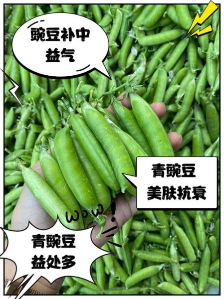 青豆的营养价值_青豆的功效与作用-第3张图片-山城妙识