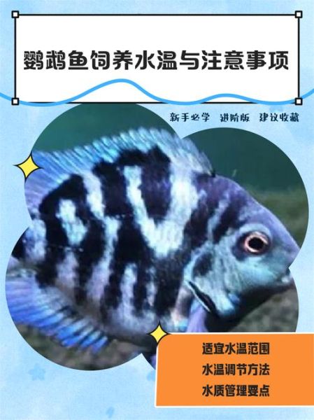 鹦鹉鱼怎么养_鹦鹉鱼水温多少合适-第2张图片-山城妙识 鹦鹉鱼怎么养_鹦鹉鱼水温多少合适-第2张图片-山城妙识