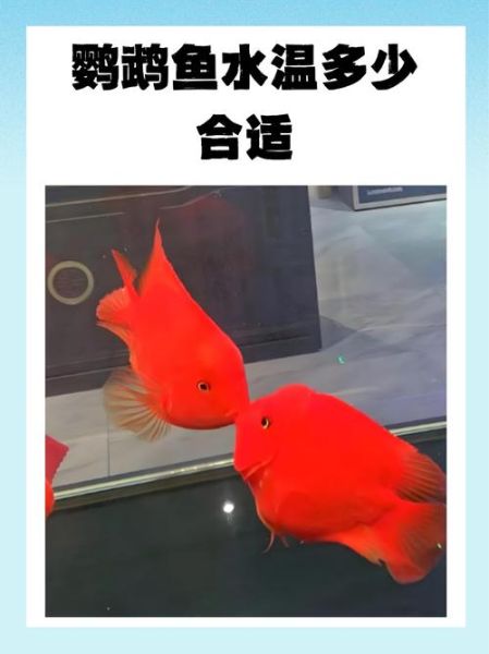 鹦鹉鱼怎么养_鹦鹉鱼水温多少合适-第1张图片-山城妙识 鹦鹉鱼怎么养_鹦鹉鱼水温多少合适-第1张图片-山城妙识