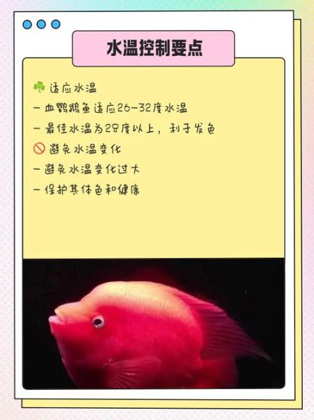 鹦鹉鱼怎么养_鹦鹉鱼水温多少合适-第3张图片-山城妙识 鹦鹉鱼怎么养_鹦鹉鱼水温多少合适-第3张图片-山城妙识