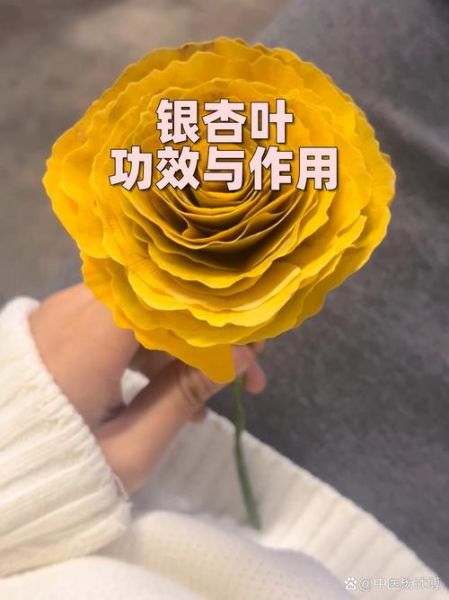 银杏叶片副作用有哪些_银杏叶片禁忌人群-第2张图片-山城妙识 银杏叶片副作用有哪些_银杏叶片禁忌人群-第2张图片-山城妙识