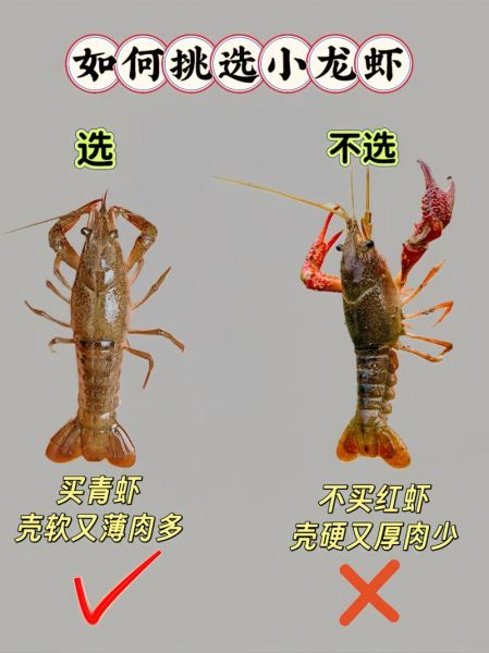 龙虾高清图片大全_如何挑选鲜活龙虾-第1张图片-山城妙识 龙虾高清图片大全_如何挑选鲜活龙虾-第1张图片-山城妙识