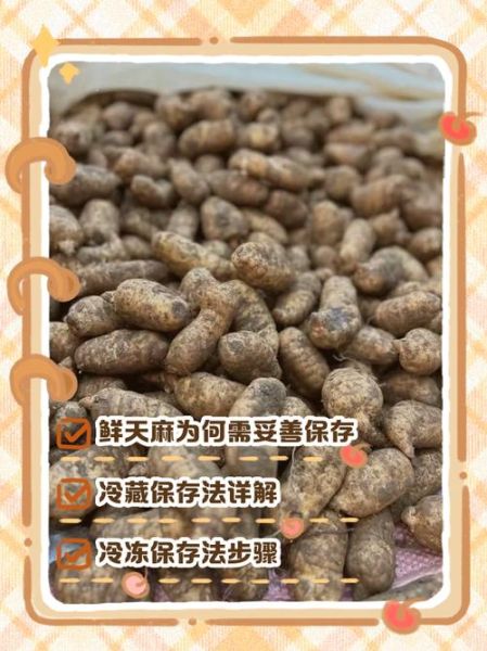 鲜天麻怎么吃效果最好_鲜天麻最佳吃法-第3张图片-山城妙识
