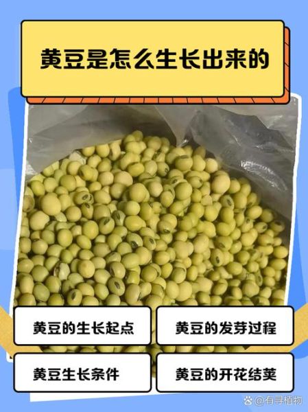 黄豆的生长过程_黄豆多久成熟-第2张图片-山城妙识 黄豆的生长过程_黄豆多久成熟-第2张图片-山城妙识