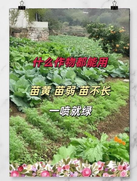 有机蔬菜种植技术_如何在家种出零农残蔬菜-第2张图片-山城妙识 有机蔬菜种植技术_如何在家种出零农残蔬菜-第2张图片-山城妙识