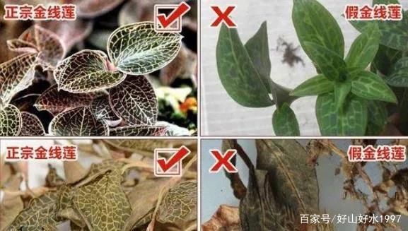 金线莲图片真假鉴别_金线莲高清图对比-第1张图片-山城妙识 金线莲图片真假鉴别_金线莲高清图对比-第1张图片-山城妙识