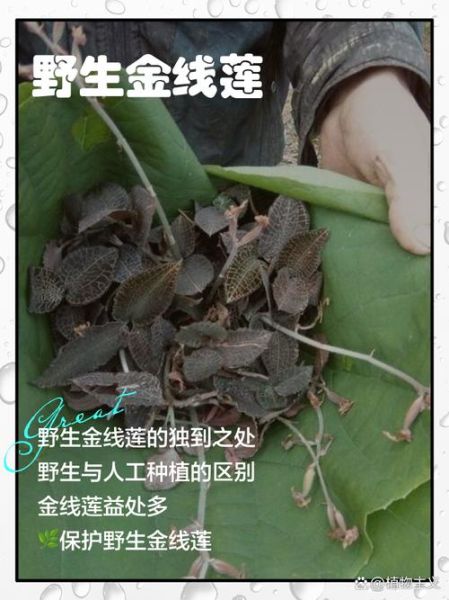 金线莲图片真假鉴别_金线莲高清图对比-第3张图片-山城妙识 金线莲图片真假鉴别_金线莲高清图对比-第3张图片-山城妙识