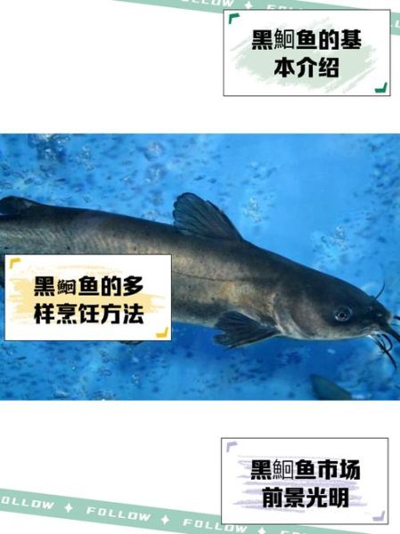 黑鮰鱼图片_黑鮰鱼长什么样-第1张图片-山城妙识 黑鮰鱼图片_黑鮰鱼长什么样-第1张图片-山城妙识