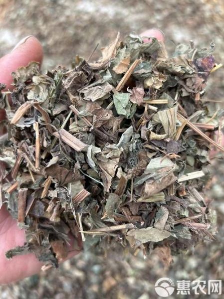 鱼腥草片的功效与作用_鱼腥草片能长期吃吗-第3张图片-山城妙识 鱼腥草片的功效与作用_鱼腥草片能长期吃吗-第3张图片-山城妙识
