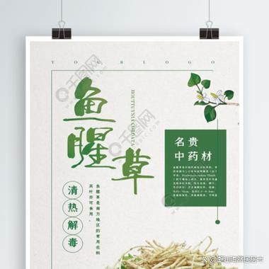 鱼腥草片的功效与作用_鱼腥草片能长期吃吗-第2张图片-山城妙识 鱼腥草片的功效与作用_鱼腥草片能长期吃吗-第2张图片-山城妙识