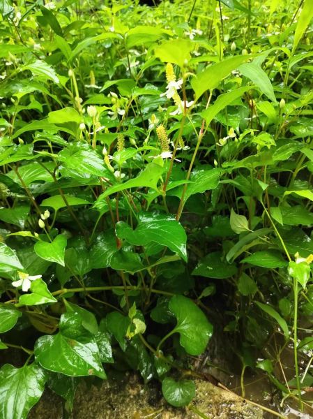 鱼腥草片的功效与作用_鱼腥草片能长期吃吗-第1张图片-山城妙识 鱼腥草片的功效与作用_鱼腥草片能长期吃吗-第1张图片-山城妙识