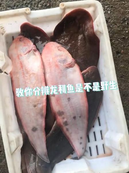 龙利鱼是海鱼还是河鱼_龙利鱼产地在哪里-第1张图片-山城妙识 龙利鱼是海鱼还是河鱼_龙利鱼产地在哪里-第1张图片-山城妙识