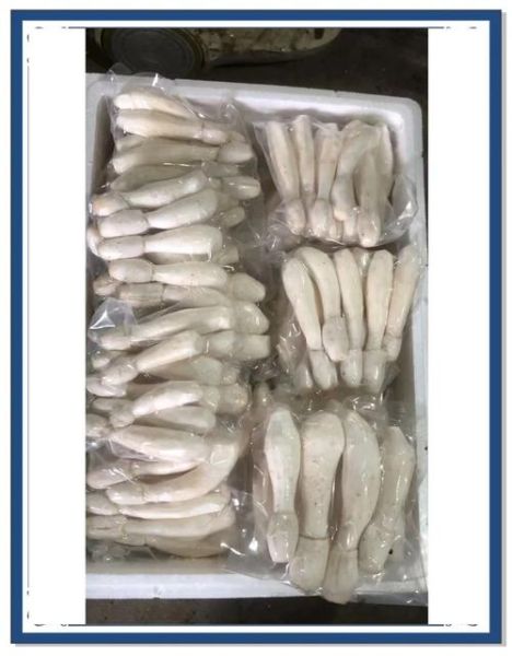 鸡腿菇长什么样_鸡腿菇和杏鲍菇区别-第3张图片-山城妙识 鸡腿菇长什么样_鸡腿菇和杏鲍菇区别-第3张图片-山城妙识