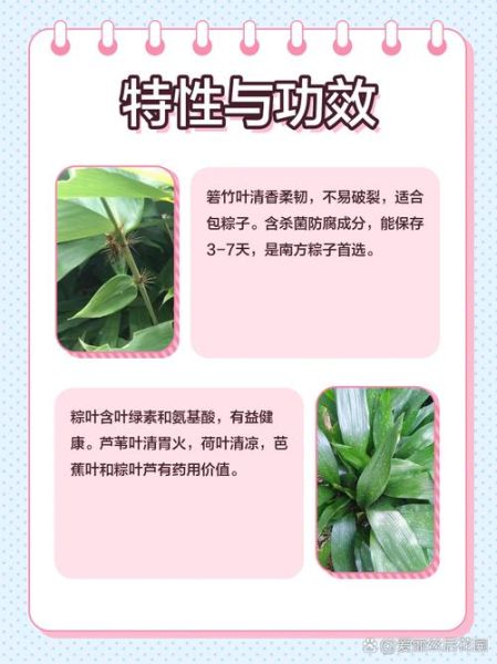 粽叶是竹叶吗_粽叶和竹叶的区别-第2张图片-山城妙识 粽叶是竹叶吗_粽叶和竹叶的区别-第2张图片-山城妙识