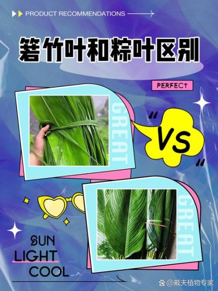 粽叶是竹叶吗_粽叶和竹叶的区别-第1张图片-山城妙识 粽叶是竹叶吗_粽叶和竹叶的区别-第1张图片-山城妙识