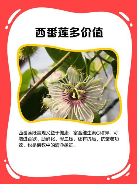 西番莲图片_如何识别成熟果实-第1张图片-山城妙识 西番莲图片_如何识别成熟果实-第1张图片-山城妙识