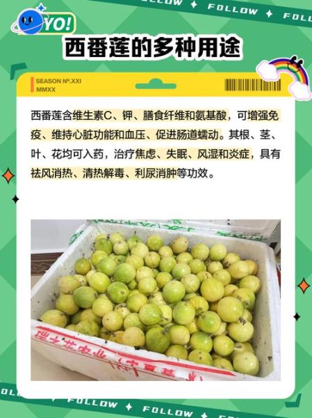 西番莲图片_如何识别成熟果实-第2张图片-山城妙识 西番莲图片_如何识别成熟果实-第2张图片-山城妙识