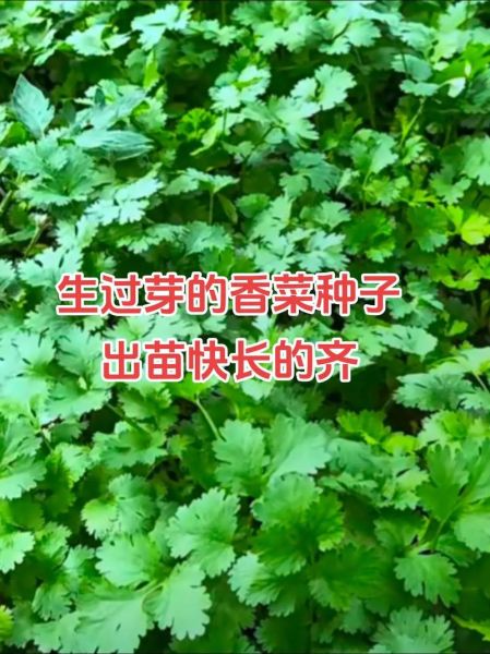 十香菜什么时候种_十香菜种植方法-第3张图片-山城妙识 十香菜什么时候种_十香菜种植方法-第3张图片-山城妙识