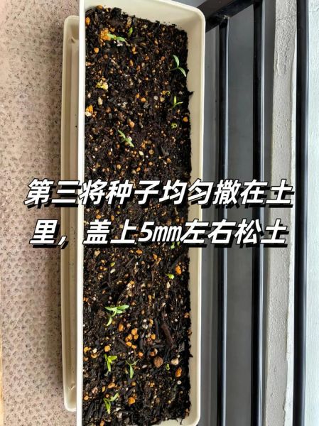 十香菜什么时候种_十香菜种植方法-第1张图片-山城妙识 十香菜什么时候种_十香菜种植方法-第1张图片-山城妙识