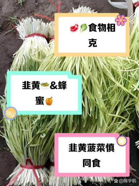 韭黄和什么一起炒好吃_韭黄不能和什么一起吃-第1张图片-山城妙识 韭黄和什么一起炒好吃_韭黄不能和什么一起吃-第1张图片-山城妙识