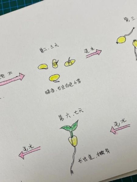 黄豆芽比黄豆更有营养吗_发芽后营养变化原理-第1张图片-山城妙识 黄豆芽比黄豆更有营养吗_发芽后营养变化原理-第1张图片-山城妙识
