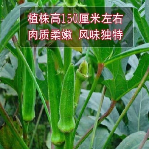 黄秋葵能生吃吗_生吃黄秋葵安全吗-第1张图片-山城妙识 黄秋葵能生吃吗_生吃黄秋葵安全吗-第1张图片-山城妙识