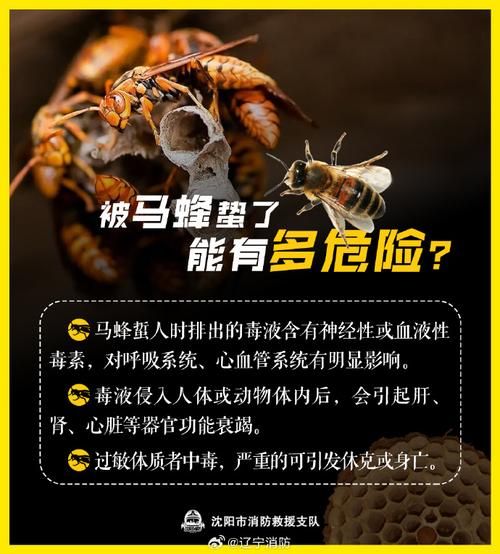 马蜂图片怎么区分种类_被马蜂蛰了怎么办-第2张图片-山城妙识 马蜂图片怎么区分种类_被马蜂蛰了怎么办-第2张图片-山城妙识