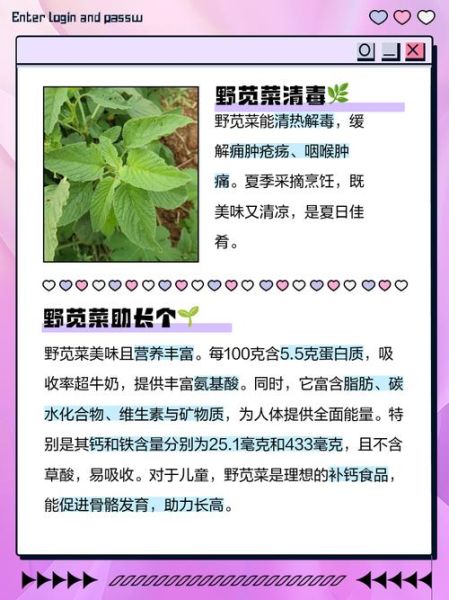 野苋菜什么人不能吃_孕妇能吃野苋菜吗-第1张图片-山城妙识 野苋菜什么人不能吃_孕妇能吃野苋菜吗-第1张图片-山城妙识